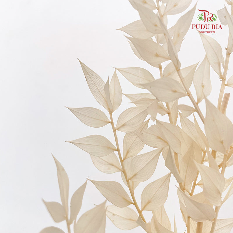 Dry Ruscus Dyed - Natural - Wholesale flowers delivery in JB & Singapor ...