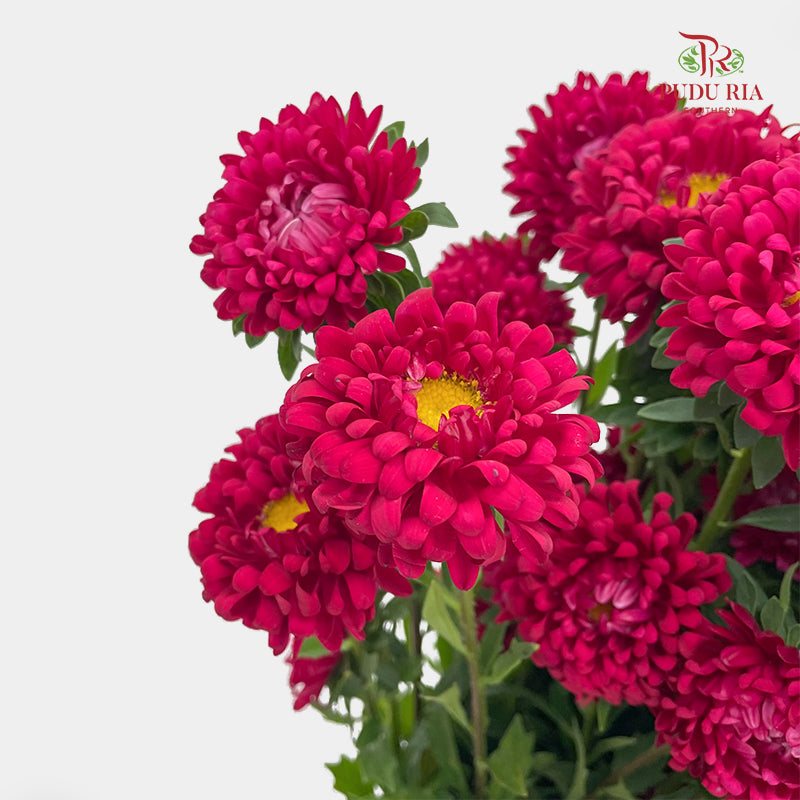 Aster Red - Per Bunch - Wholesale flowers delivery in JB & Singapor ...
