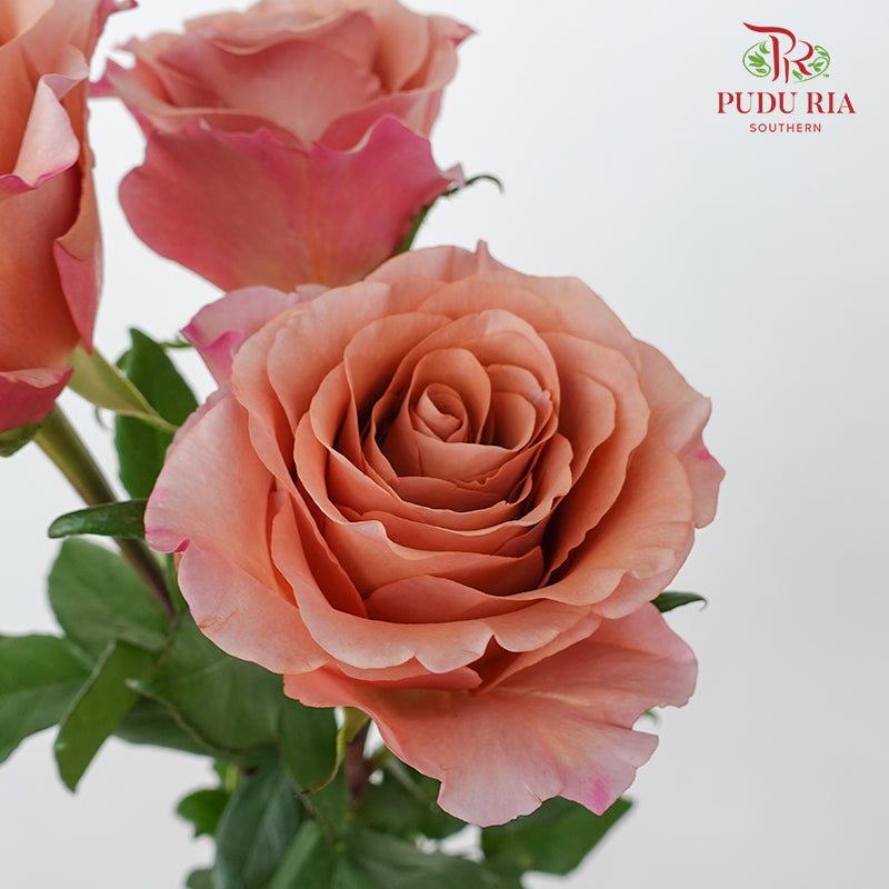Rose Moab (19-20 Stems) - Wholesale flowers delivery in JB & Singapor ...