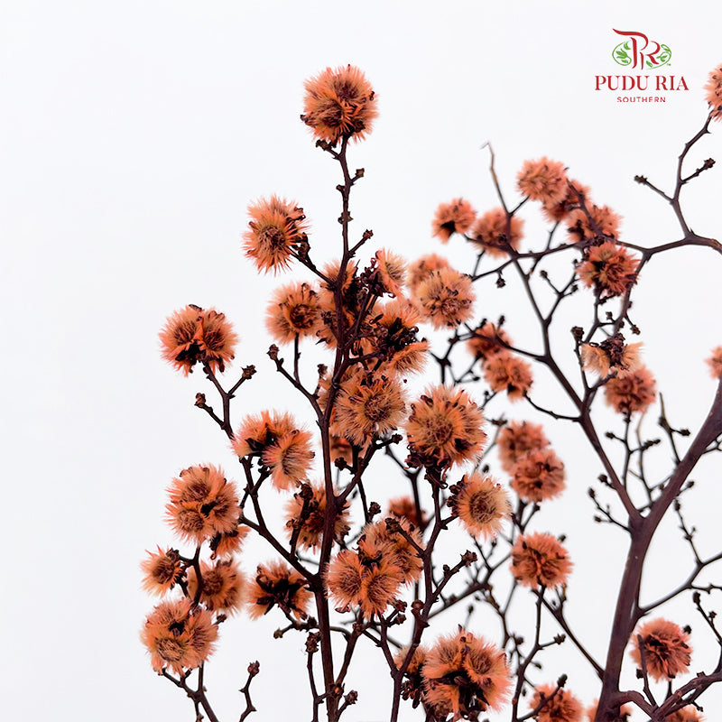 Dry Stirlingia - Light Orange - Wholesale flowers delivery in JB ...