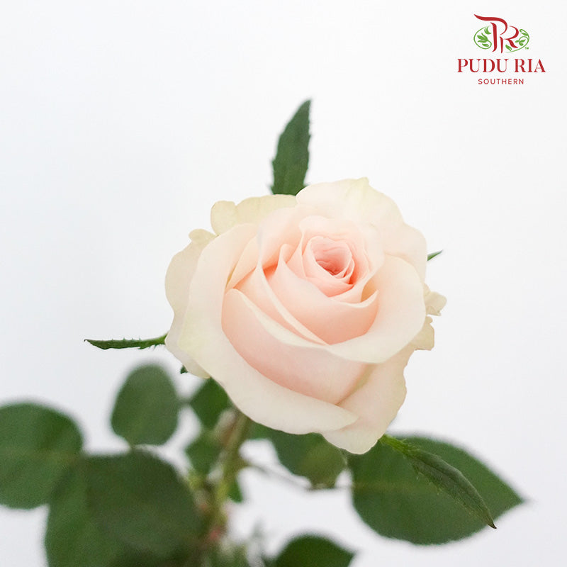 Rose Libra (8-10 Stems) - Wholesale flowers delivery in JB & Singapor ...