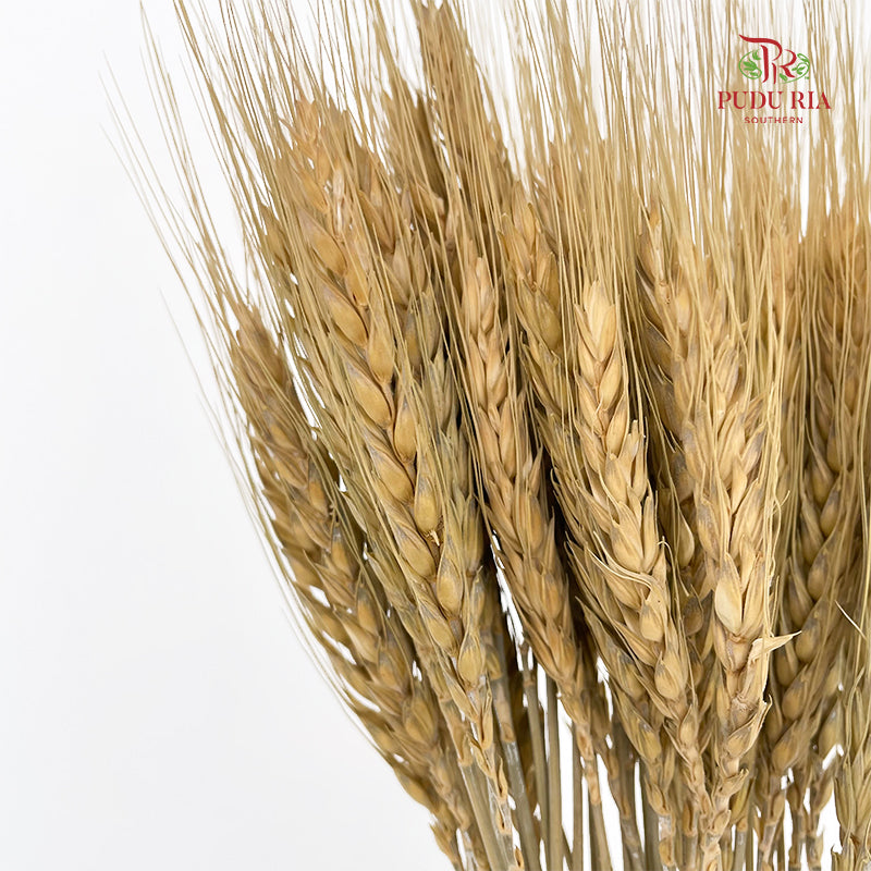 Dry Wheatgrass - Natural - Wholesale flowers delivery in JB & Singapor ...