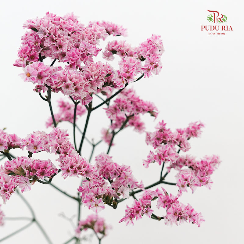 Dry Caspia - Light Pink - Wholesale flowers delivery in JB & Singapor ...