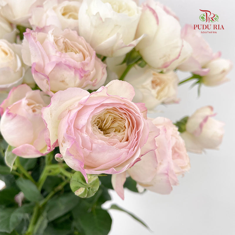 Rose Spray Kayla (8-10 Stems) - Wholesale flowers delivery in JB ...