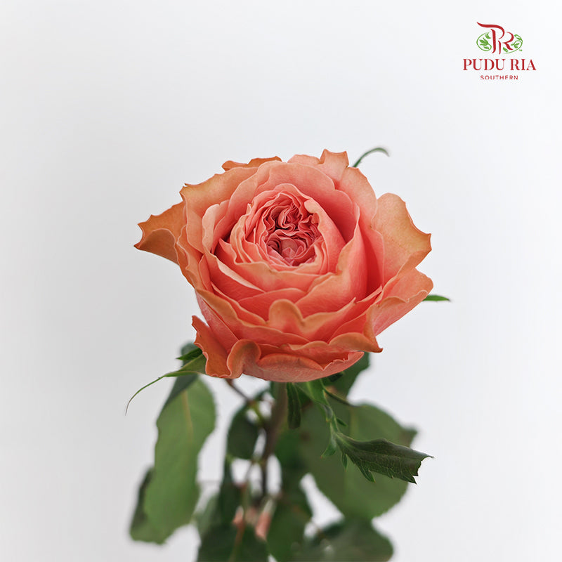 Rose Kahala (8-10 Stems) - Wholesale flowers delivery in JB & Singapor ...