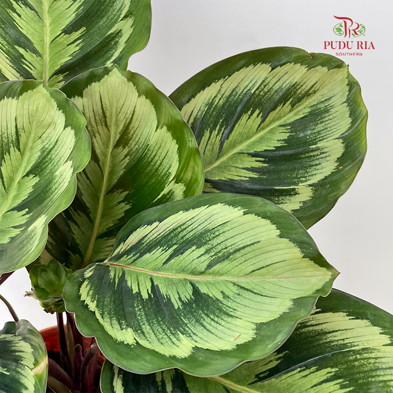 Calathea Roseopicta Marion P150 - Wholesale flowers delivery in JB ...