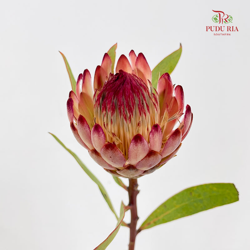 Protea Robijn - (2 Stems) - Wholesale flowers delivery in JB & Singapor ...