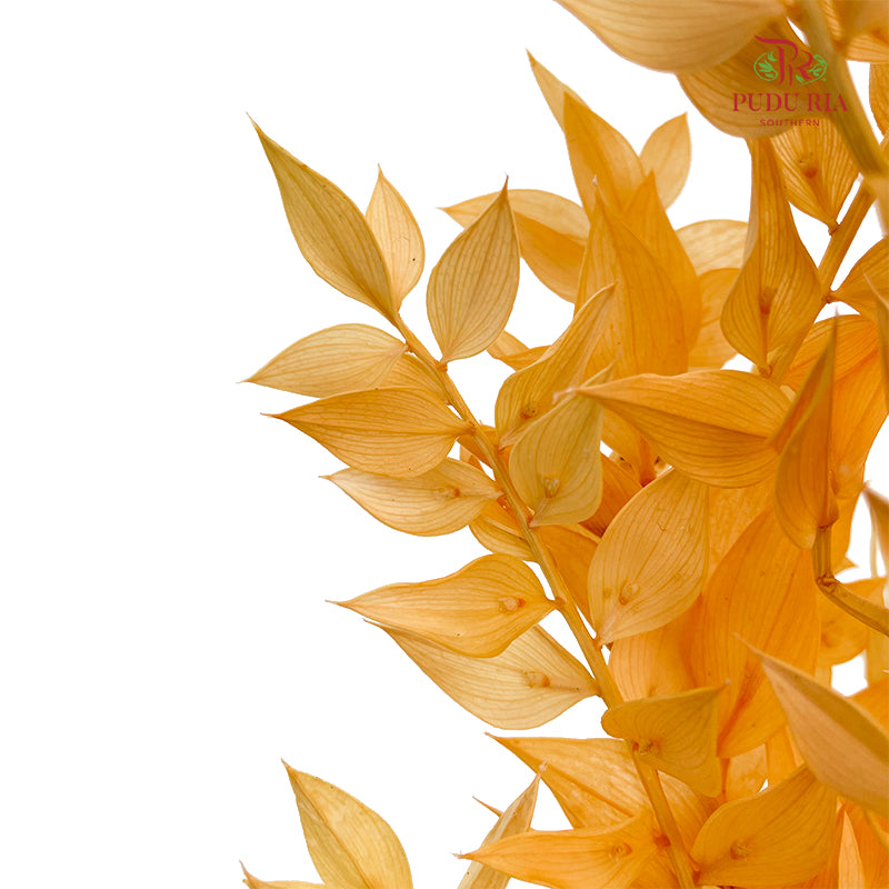 Dry Ruscus Dyed - Light Orange - Wholesale flowers delivery in JB ...