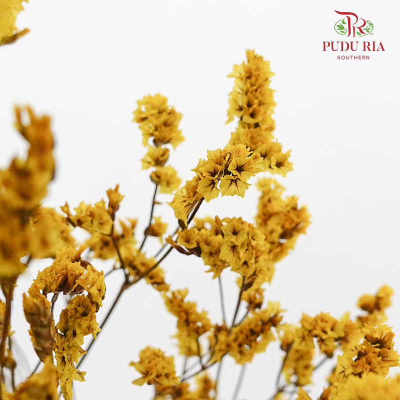 Dry Caspia - Yellow - Wholesale flowers delivery in JB & Singapor ...