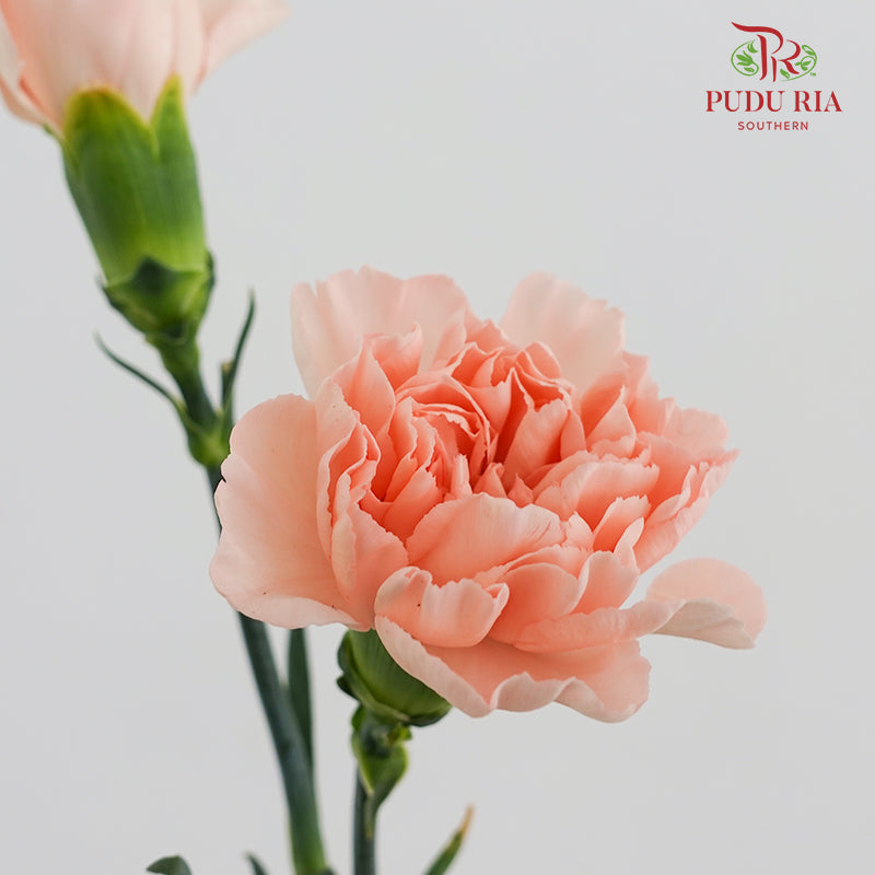 Carnation Novia (8-10 Stems) - Wholesale flowers delivery in JB & Singapore