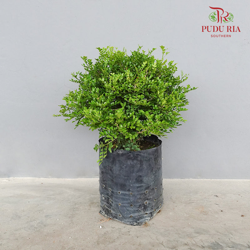 Murraya Dwarf - Wholesale flowers delivery in JB & Singapor… – Pudu Ria ...