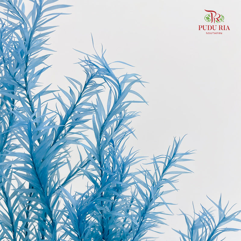Dry melaleuca Leaf Blue - Wholesale flowers delivery in JB & Singapor ...