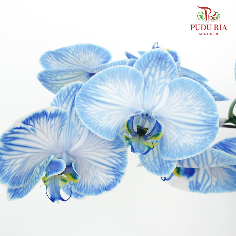 Phalaenopsis Orchid Blue - per stem - Wholesale flowers delivery in JB ...