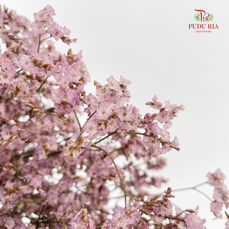 Dry Flower Caspia - Pink - Wholesale flowers delivery in JB & Singapor ...