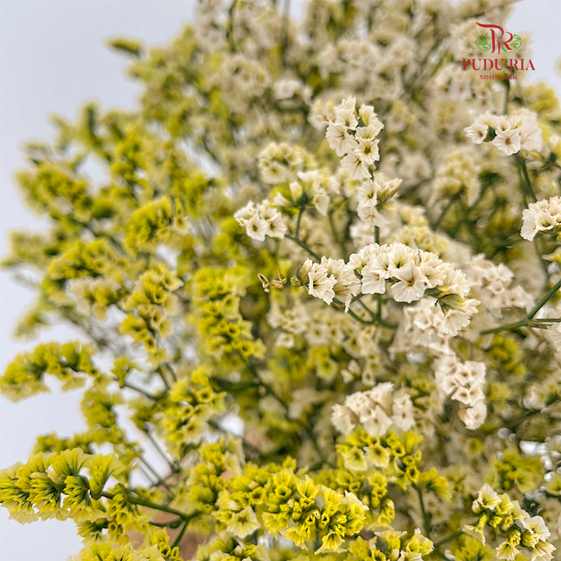 Dry Caspia - White/Yellow - Wholesale flowers delivery in JB & Singapor ...