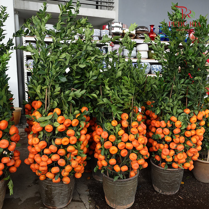 Zhu Sha 朱砂桔树 4ft -5ft - Wholesale flowers delivery in JB & Singapor ...