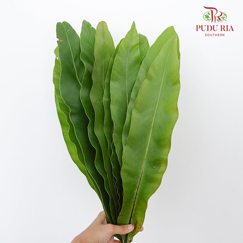 Bird nest (S) - Wholesale flowers delivery in JB & Singapor… – Pudu Ria ...