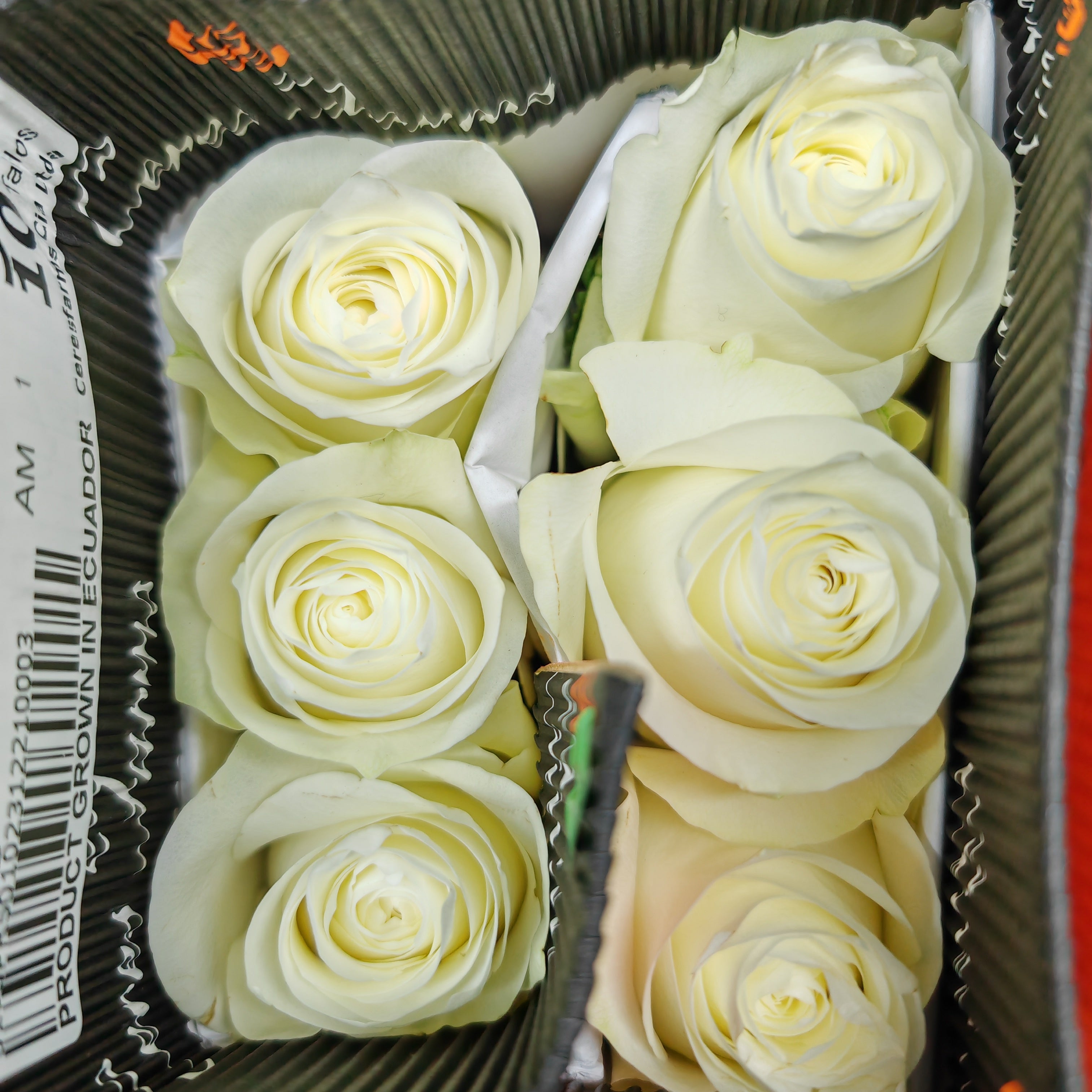 Rose Proud (8-10 Stems) - Wholesale flowers delivery in JB & Singapore