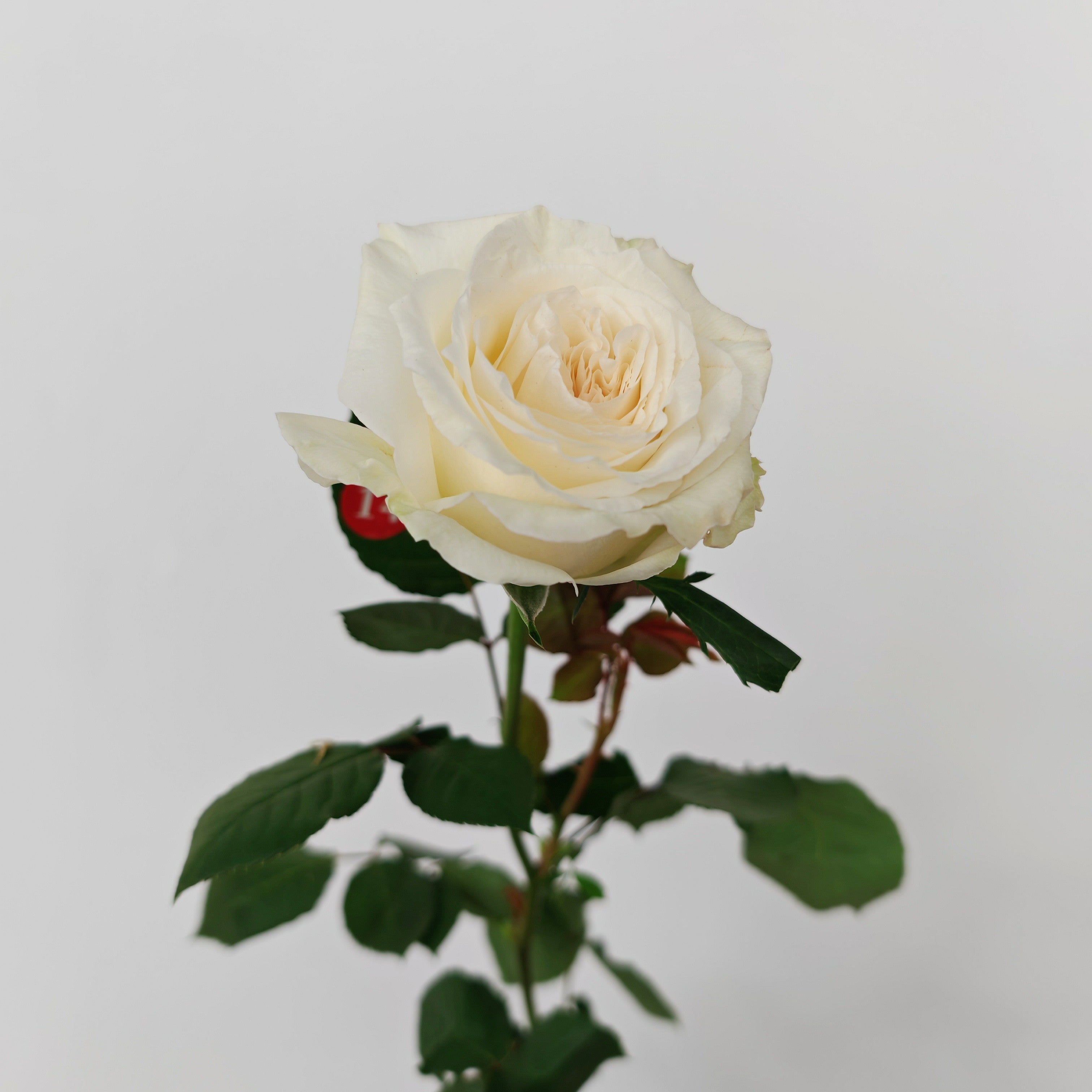 Rose Litchi White (18-20 Stems) - Wholesale flowers delivery in JB ...