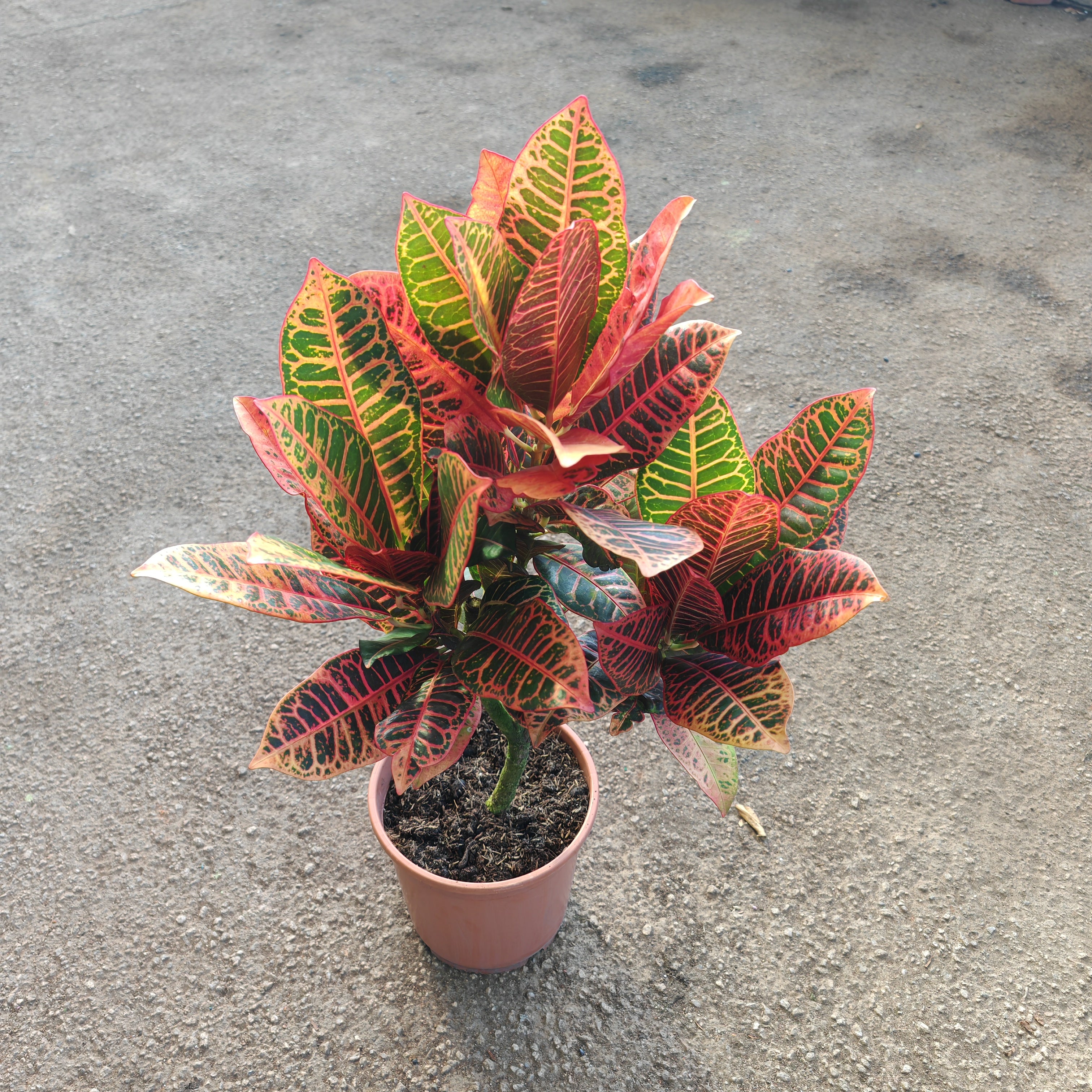 Codiaeum Croton - Wholesale flowers delivery in JB & Singapor… – Pudu ...