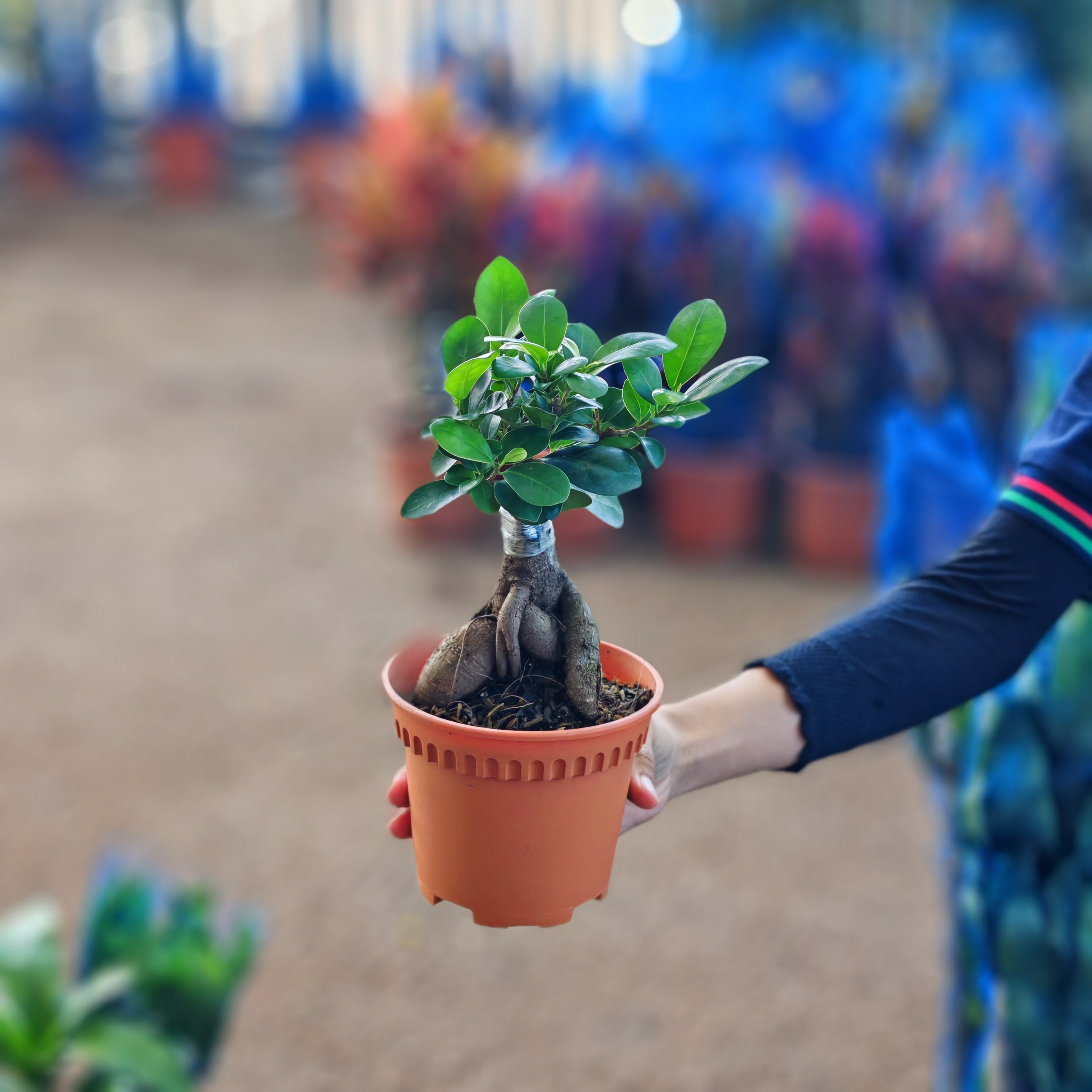 Ficus Ginseng Mini - Wholesale flowers delivery in JB & Singapor ...