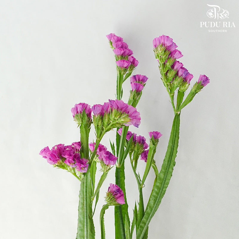 Statice Pink - (Per Bunch) - Wholesale flowers delivery in JB ...