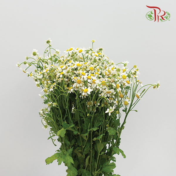 Matricaria - (Per Bunch) - Wholesale flowers delivery in JB & Singapore